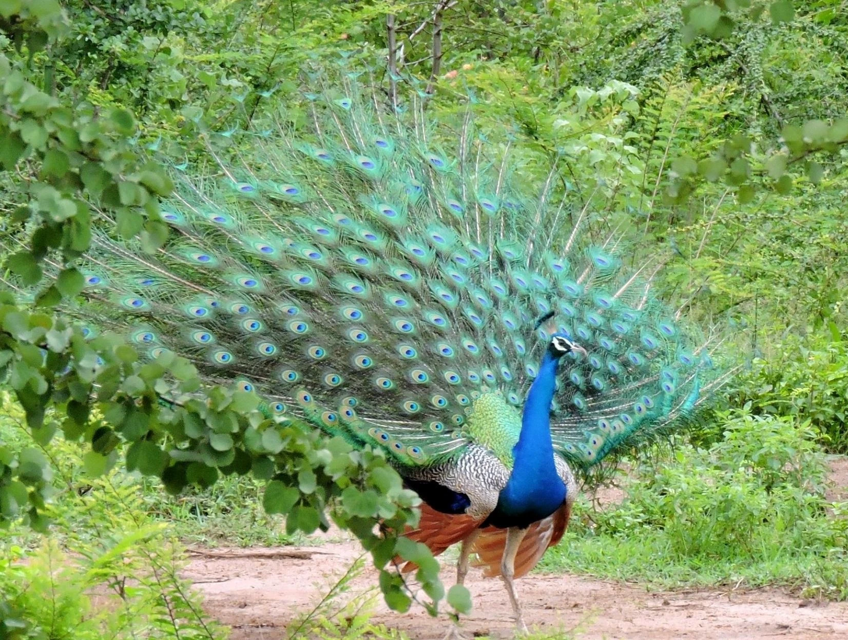 Pavo cristatus | Animal Library Wikia | Fandom