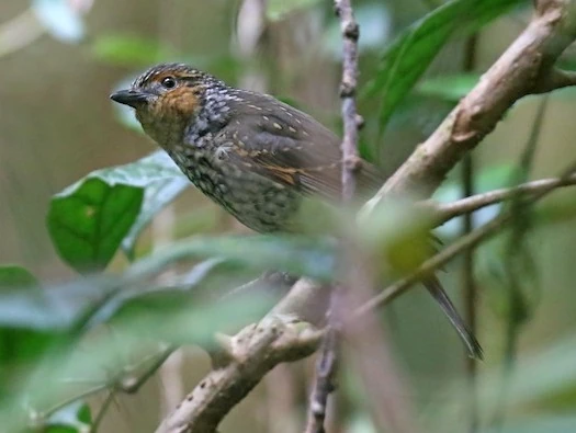 Rhagologus leucostigma | Animal Library Wikia | Fandom
