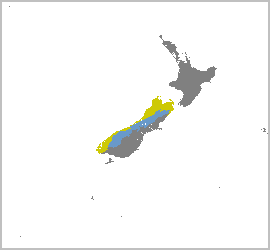 Nestor notabilis | Animal Library Wikia | Fandom