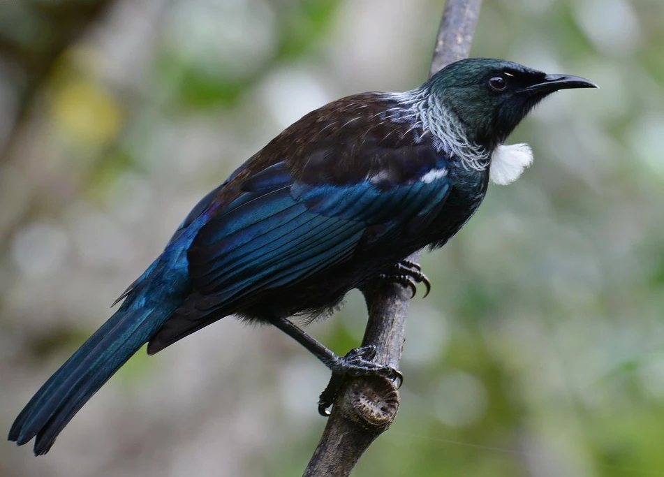 Category:Nectarivores | Animal Library Wikia | Fandom