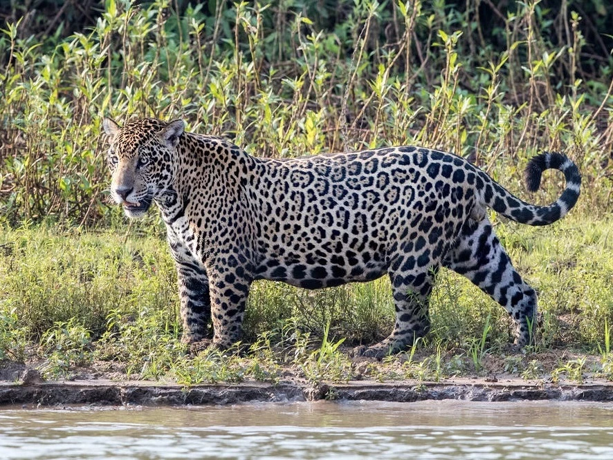 Panthera onca | Animal Library Wikia | Fandom