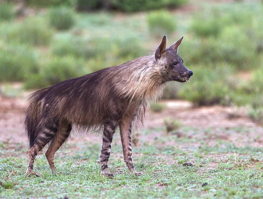 Parahyaena brunnea | Animal Library Wikia | Fandom