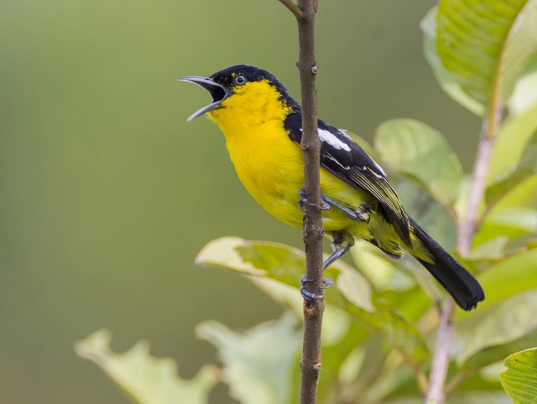 Aegithina tiphia | Animal Library Wikia | Fandom