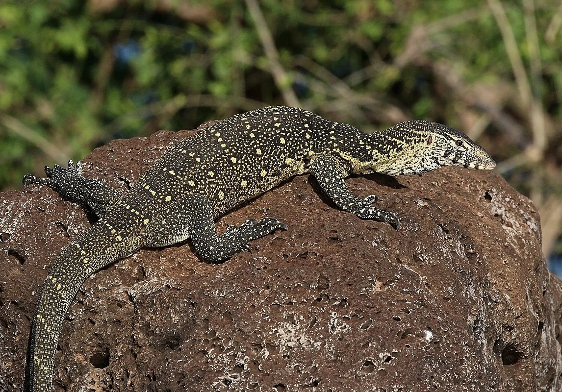 Varanus niloticus | Animal Library Wikia | Fandom