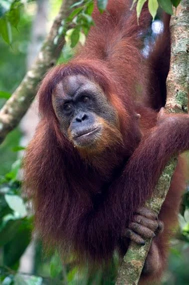 Pongo abelii | Animal Library Wikia | Fandom