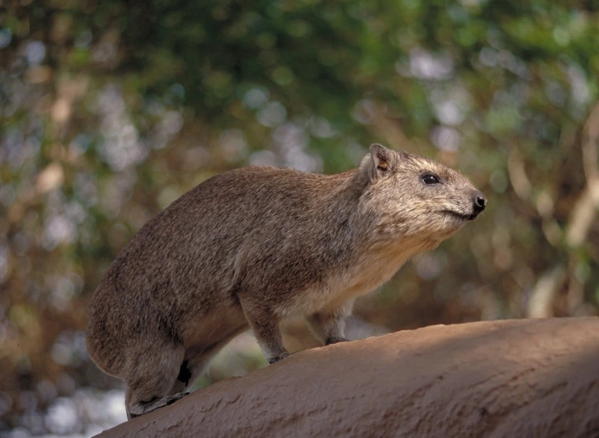 Dendrohyrax validus | Animal Library Wikia | Fandom