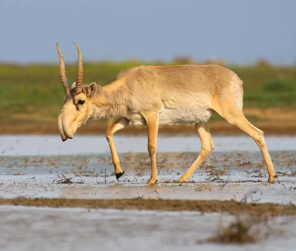 Saiga tatarica | Animal Library Wikia | Fandom