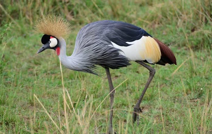 Balearica regulorum | Animal Library Wikia | Fandom