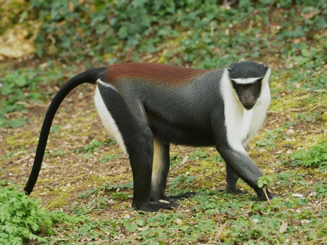 Cercopithecus diana | Animal Library Wikia | Fandom