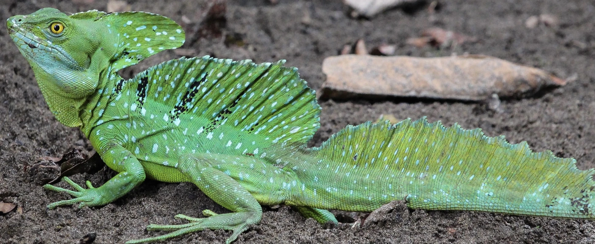 Basilisks | Animal Planet’s The Most Extreme Fan Wiki | Fandom