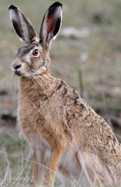 Hare | Animal Planet’s The Most Extreme Fan Wiki | Fandom