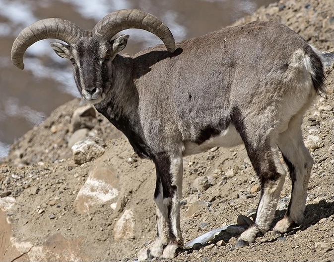 Bharal | Animal Planet’s The Most Extreme Fan Wiki | Fandom