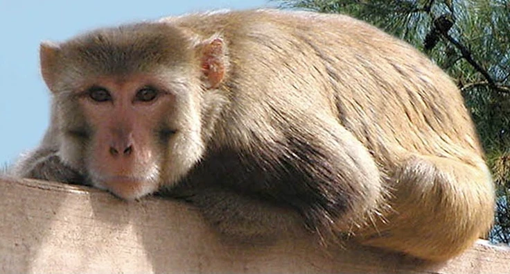Macaque | Animal Planet’s The Most Extreme Fan Wiki | Fandom