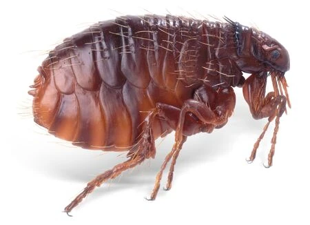 Flea | Animal Planet’s The Most Extreme Fan Wiki | Fandom