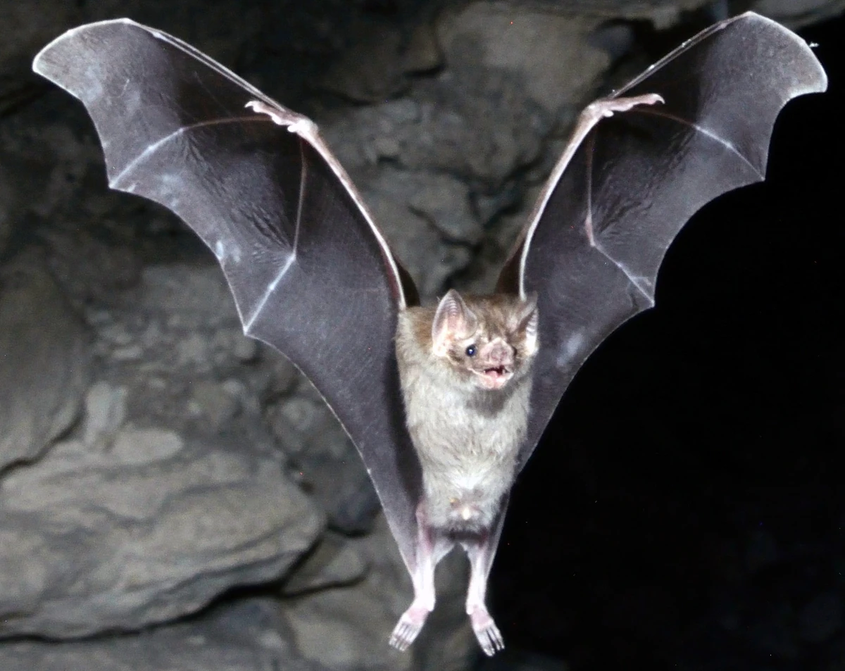 Vampire Bat | Animal Planet’s The Most Extreme Fan Wiki | Fandom