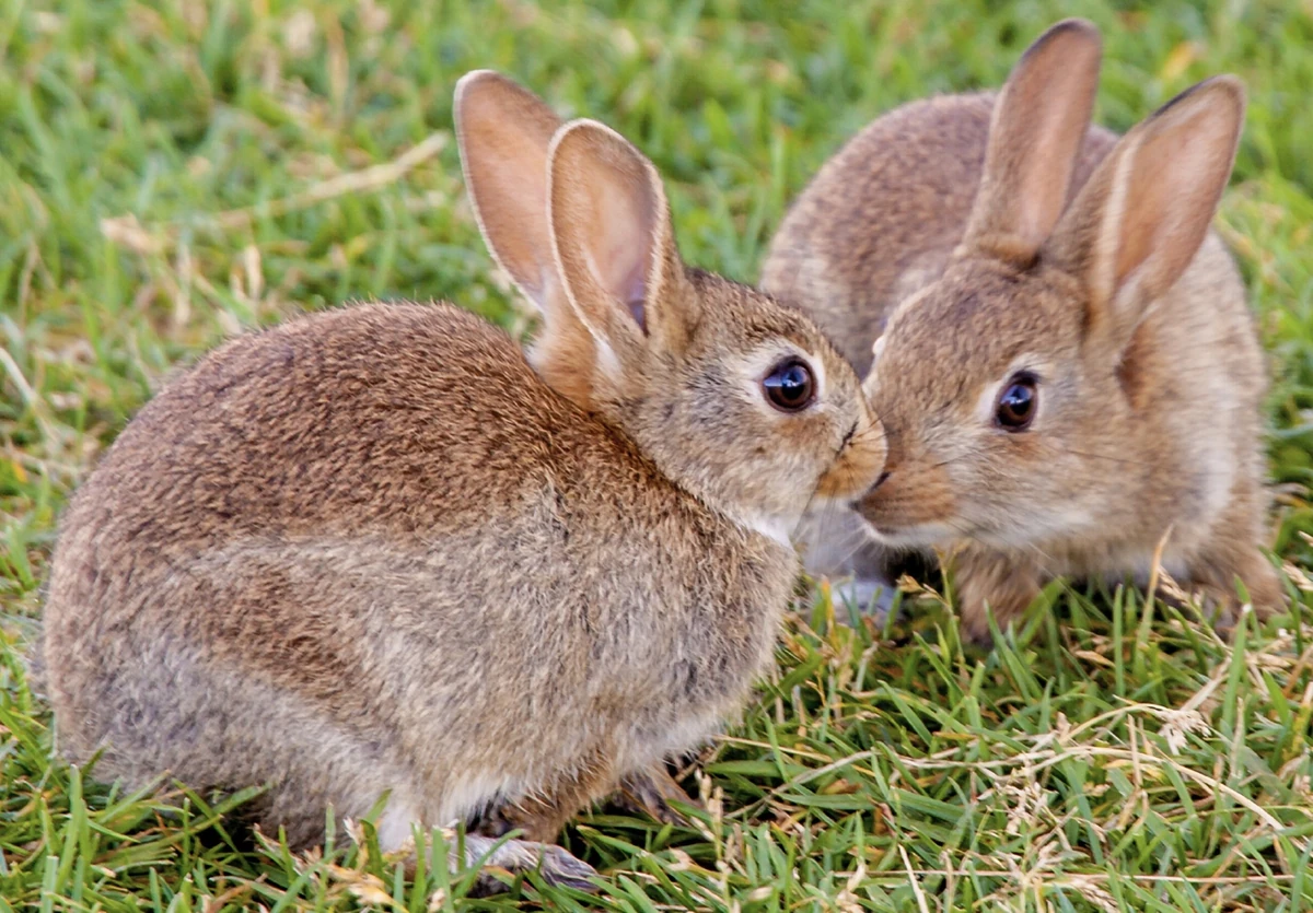 Rabbit | Animal Planet’s The Most Extreme Fan Wiki | Fandom