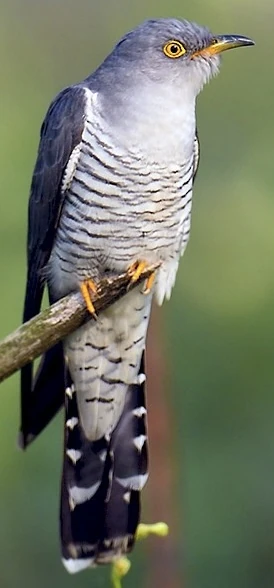 Cuckoo | Animal Planet’s The Most Extreme Fan Wiki | Fandom