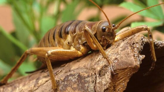 Weta | Animal Planet’s The Most Extreme Fan Wiki | Fandom