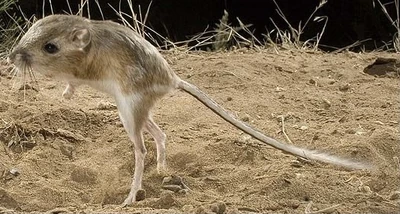 Kangaroo Rat | Animal Planet’s The Most Extreme Fan Wiki | Fandom