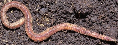 Earthworm | Animal Planet’s The Most Extreme Fan Wiki | Fandom
