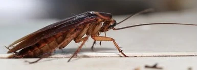 Cockroach | Animal Planet’s The Most Extreme Fan Wiki | Fandom