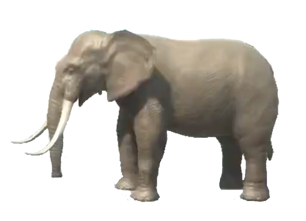 Elephant | Animal Revolt Battle Simulator Wiki | Fandom
