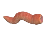 Blade Worm | Animal Revolt Battle Simulator Wiki | Fandom