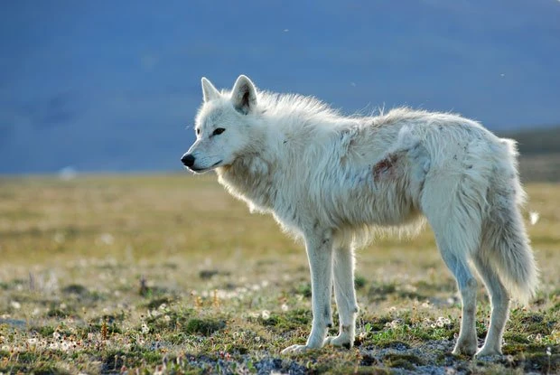 Moonlight | Animal roleplay Wiki | Fandom