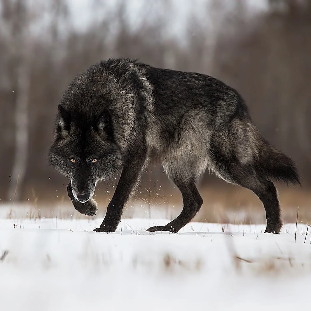 Midnight (wolf) | Animal roleplay Wiki | Fandom