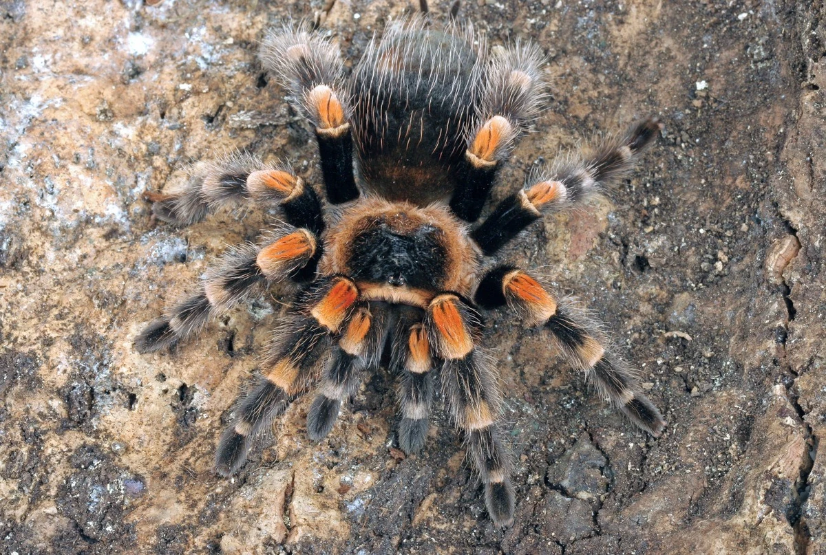 Tarantula | Animal Simulator Wiki | Fandom