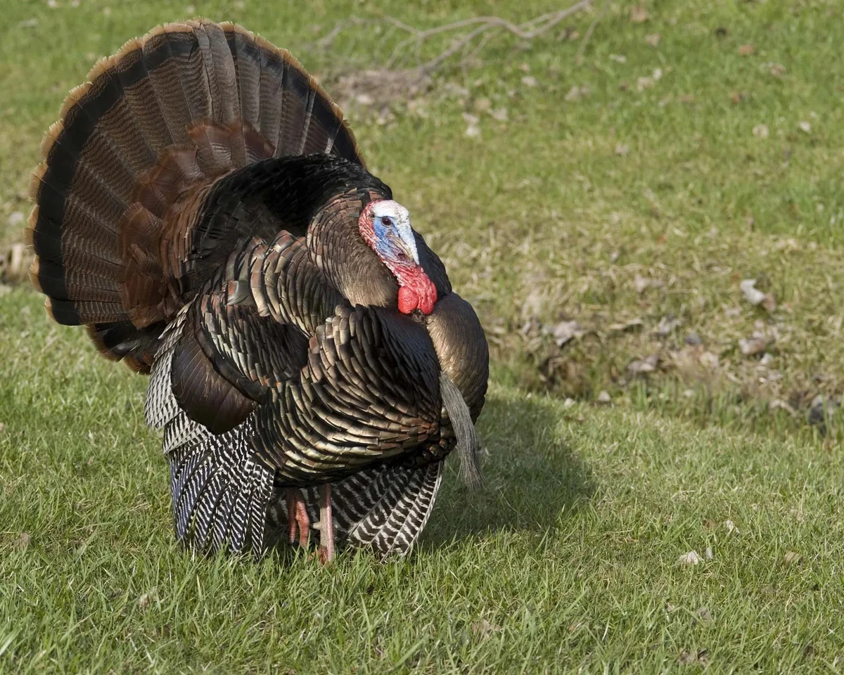 Turkey (enemy) | Animal Simulator Wiki | Fandom