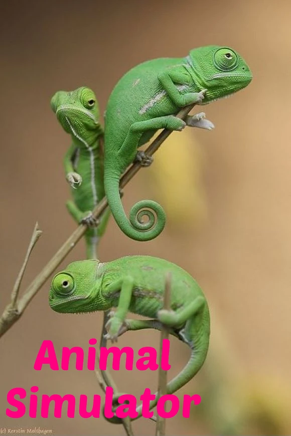 Animal Simulator | Animal Simulator Wiki | Fandom