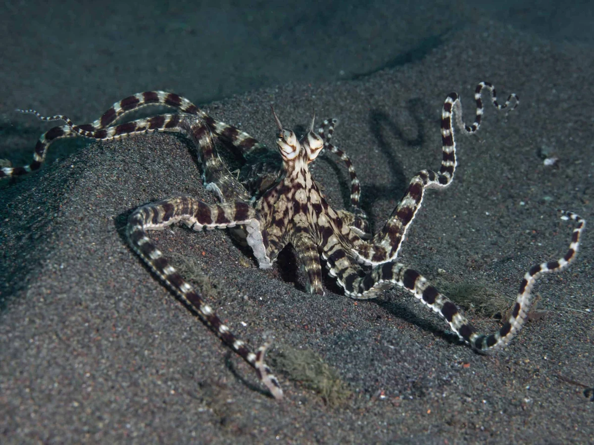 Mimic octopus | Animal Simulator Wiki | Fandom