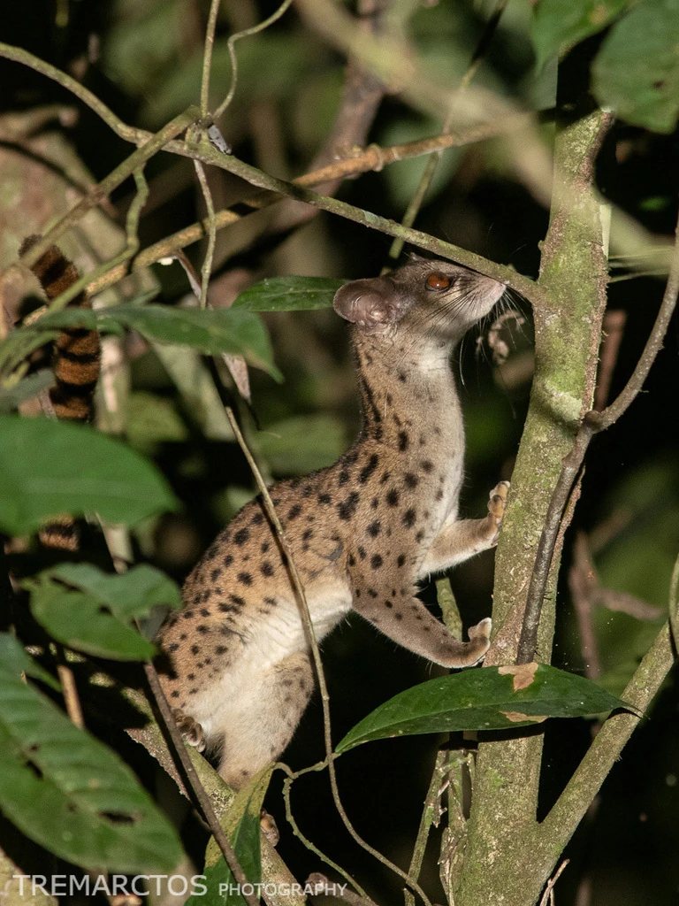 Oyan | Animal Simulator Wiki | Fandom