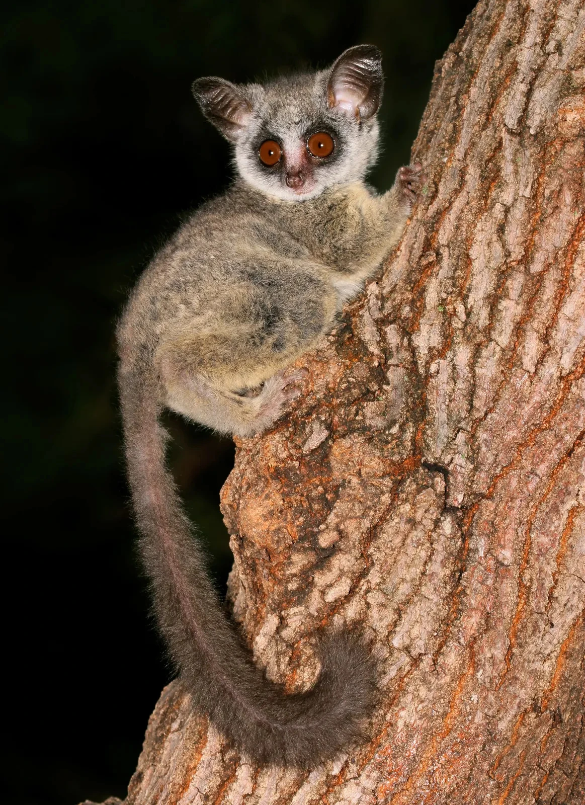 Bush baby | Animal Simulator Wiki | Fandom