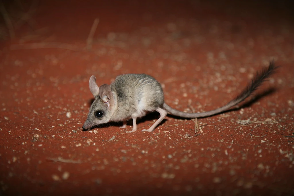 Kultarr | Animal Simulator Wiki | Fandom