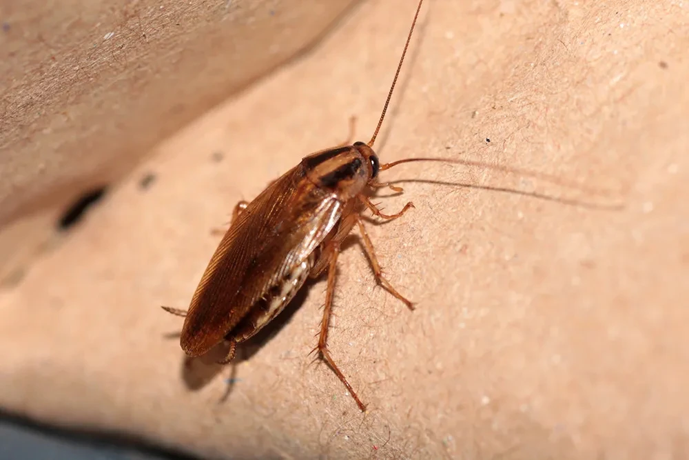 Cockroach (enemy) | Animal Simulator Wiki | Fandom
