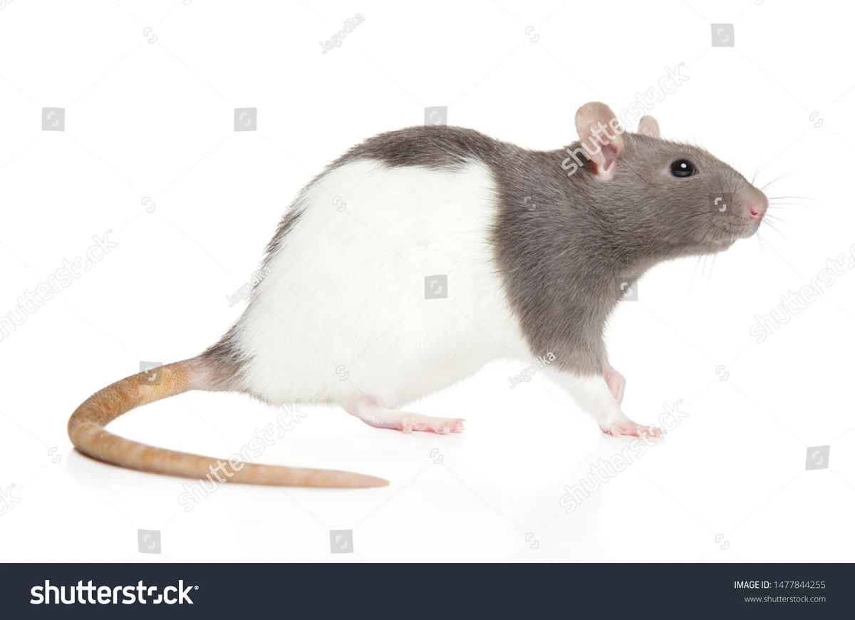 Rat (playable animal) | Animal Simulator Wiki | Fandom