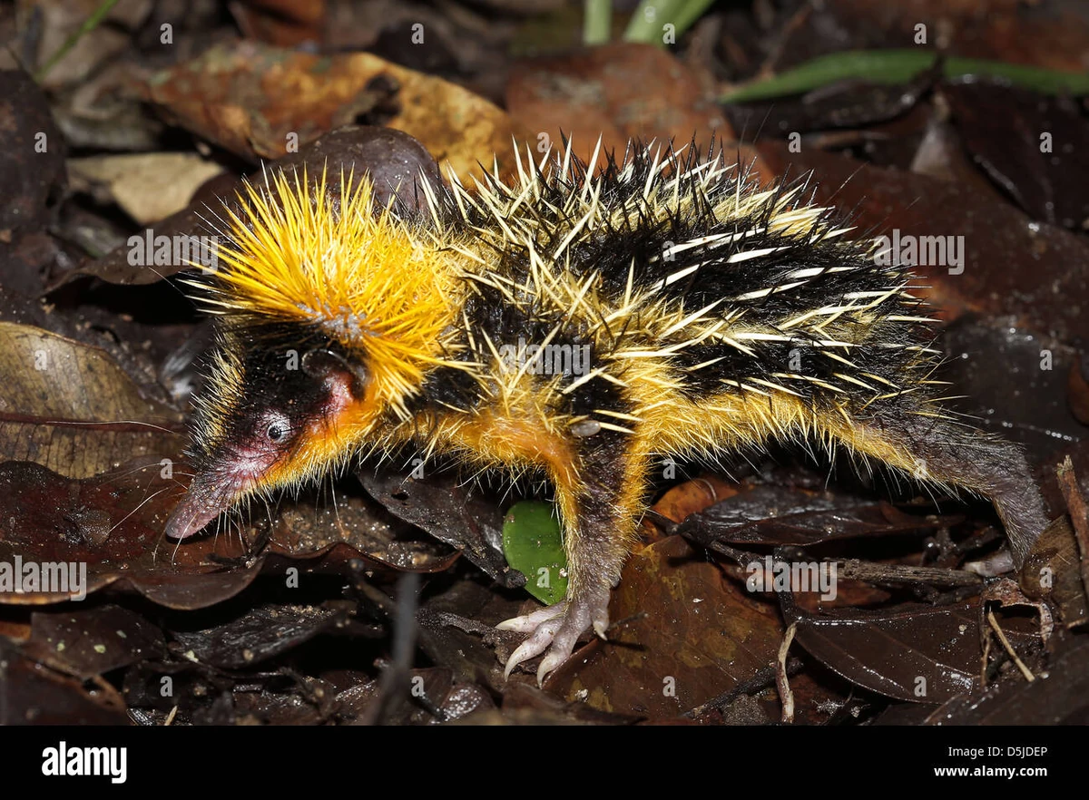 Tenrec | Animal Simulator Wiki | Fandom