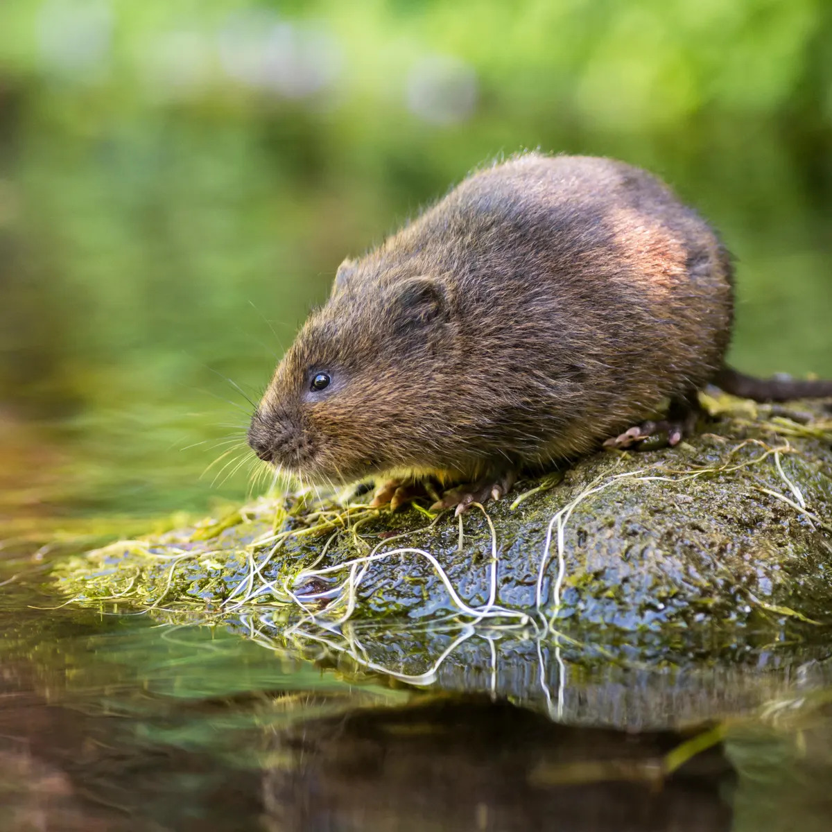 Water rat | Animal Simulator Wiki | Fandom Water rat | Animal Simulator Wiki | Fandom