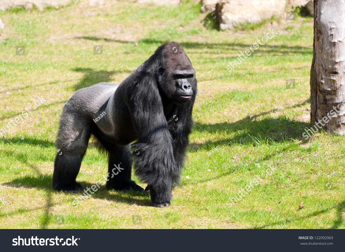 Gorilla (boss) | Animal Simulator Wiki | Fandom