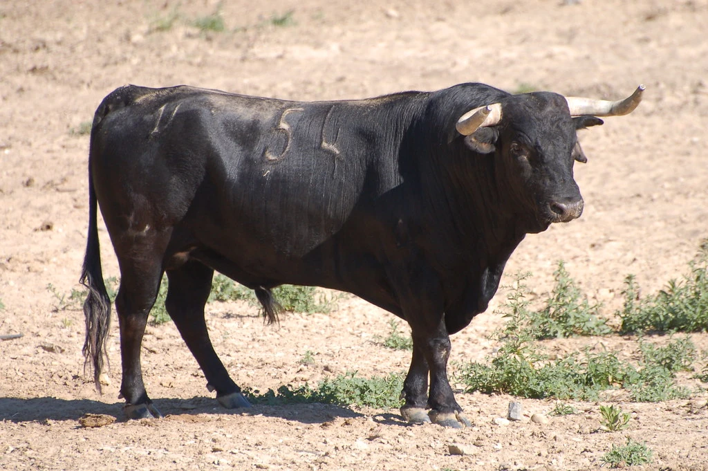 Bull | Animal Simulator Wiki | Fandom