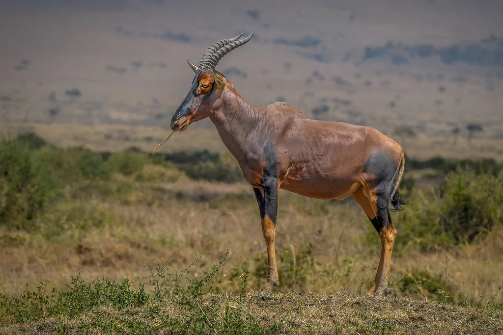 Topi | Animal Simulator Wiki | Fandom