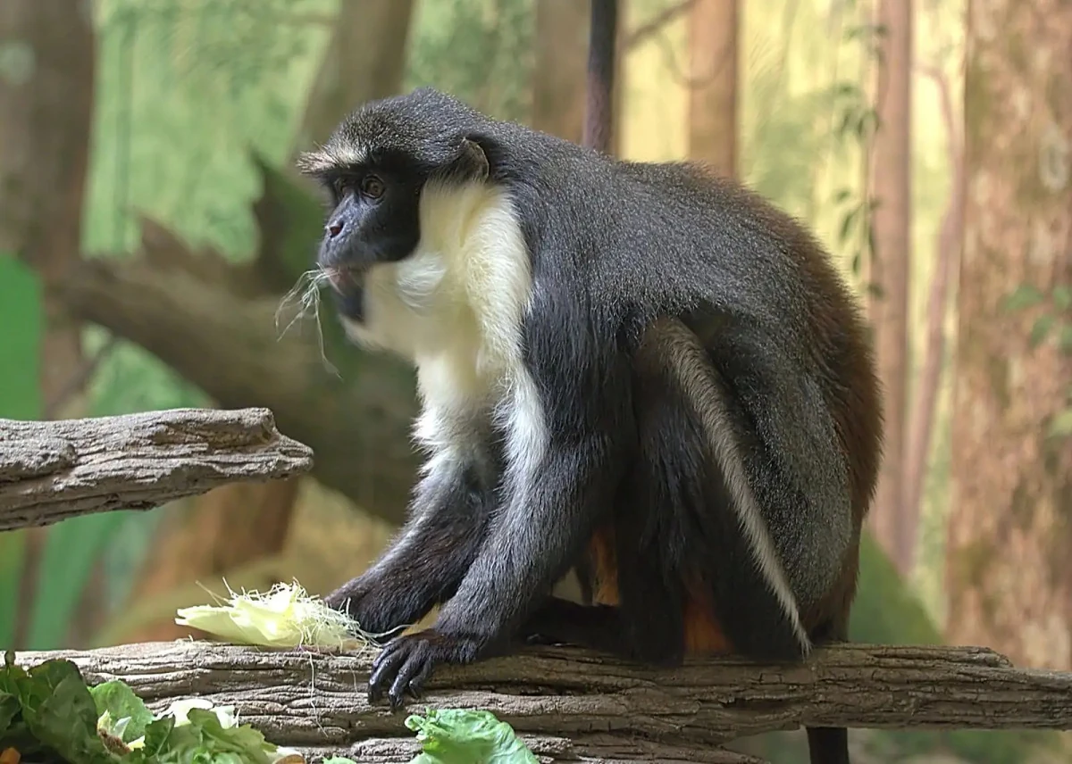 Guenon | Animal Simulator Wiki | Fandom