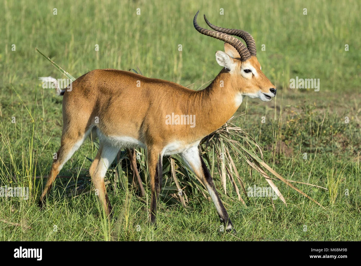 Kob | Animal Simulator Wiki | Fandom