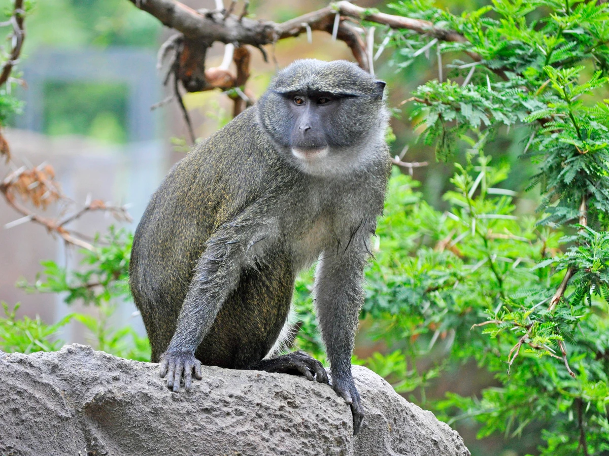 Allen's swamp monkey | Animal Simulator Wiki | Fandom
