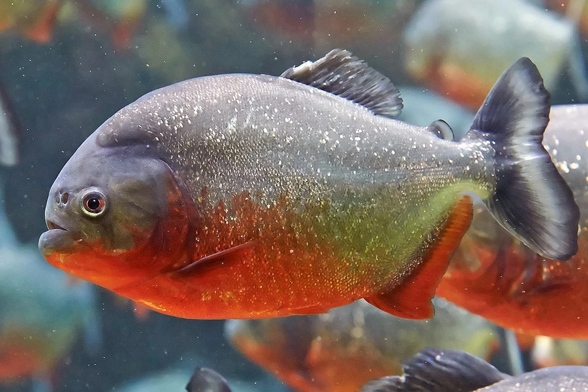 Piranha | Animal Simulator Wiki | Fandom