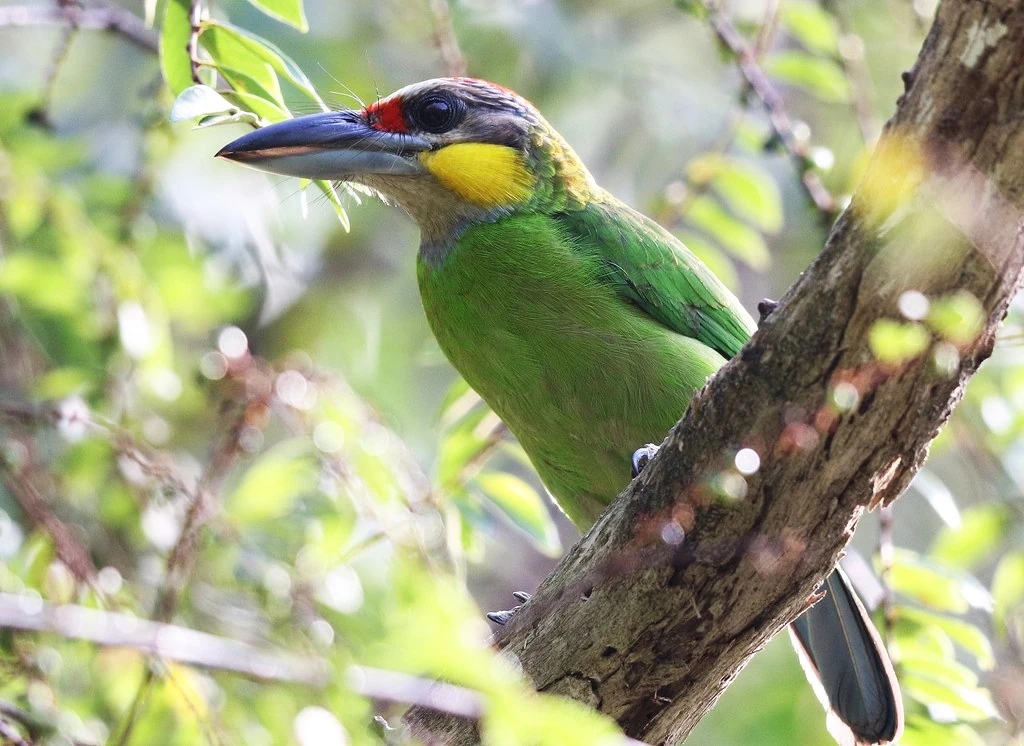 Barbet | Animal Simulator Wiki | Fandom