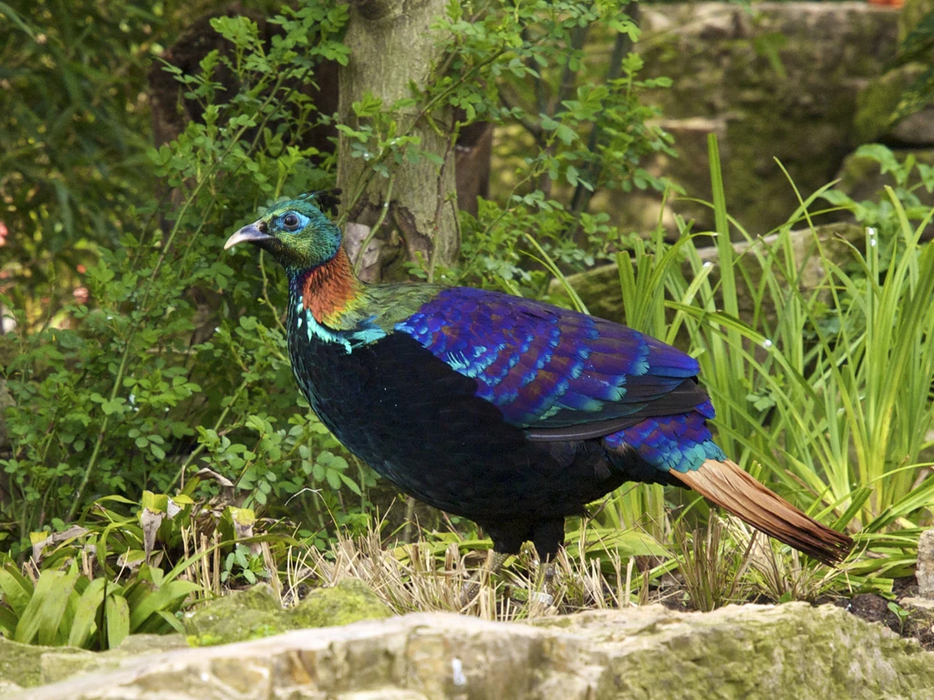 Monal | Animal Simulator Wiki | Fandom