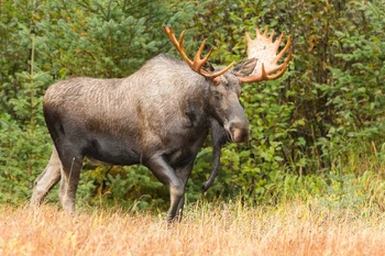Moose (enemy) | Animal Simulator Wiki | Fandom